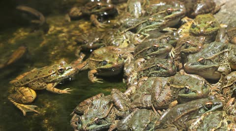 Time Lapse Frog Pond Activity [44532979]の動画素材 - アフロ