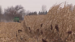Corn crops damaged flattened by severe wind storm in Ontario ...
