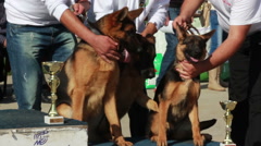 Three German Shepherd at international competition dogs. Alsatian ...