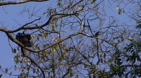 Eastern Hollock Gibbon male climb tree the mountain on a sunny ...