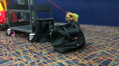 Biosecurity Dog handler works with a detector dog [139347737]の報道動画 - アフロ